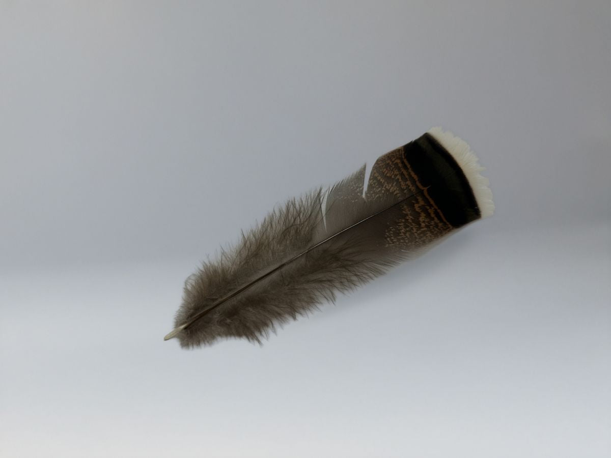 Turkey feather – FakeSteel Armory